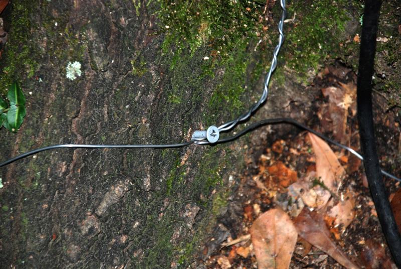 A Tree Antenna for the 600 Meter Band